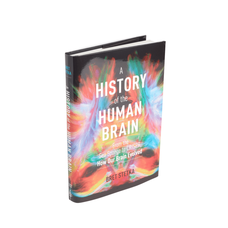 History of the Human Brain – The Curiosity Box